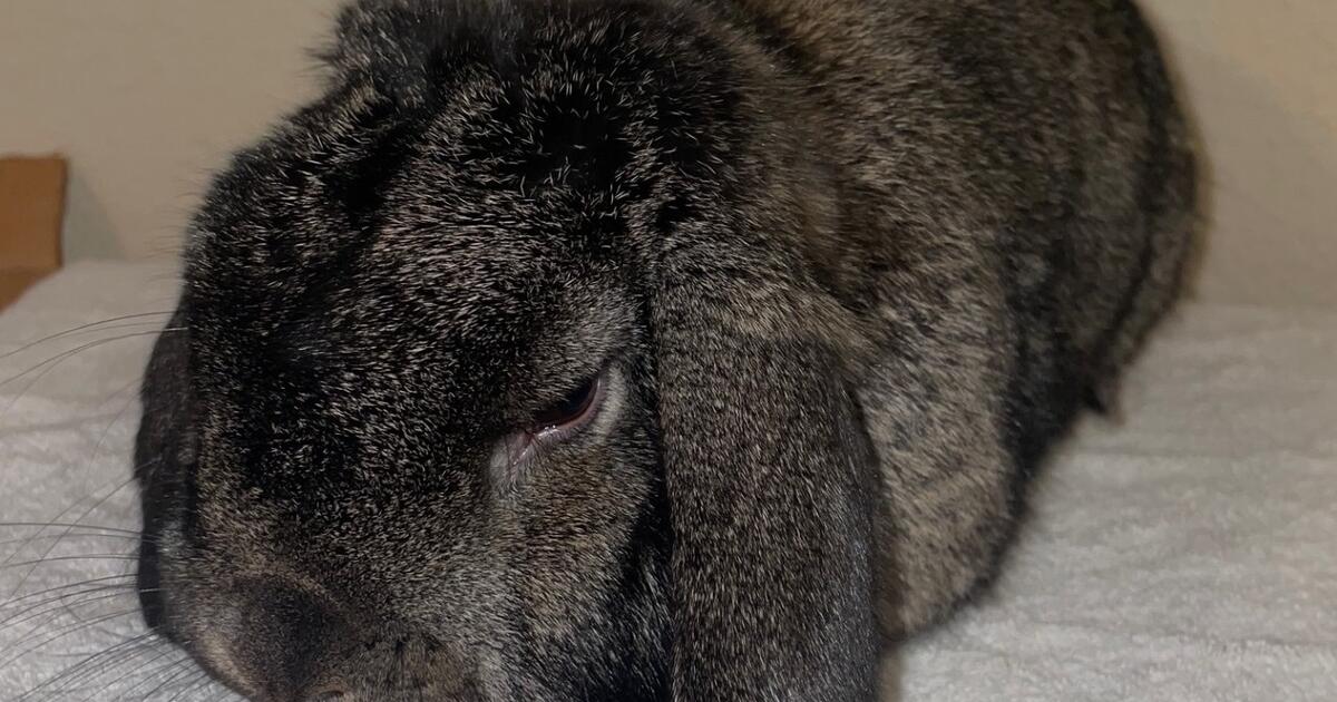 Award Winning Breeding Black/Gold Tip Steel Female Mini Lop Rabbit ...