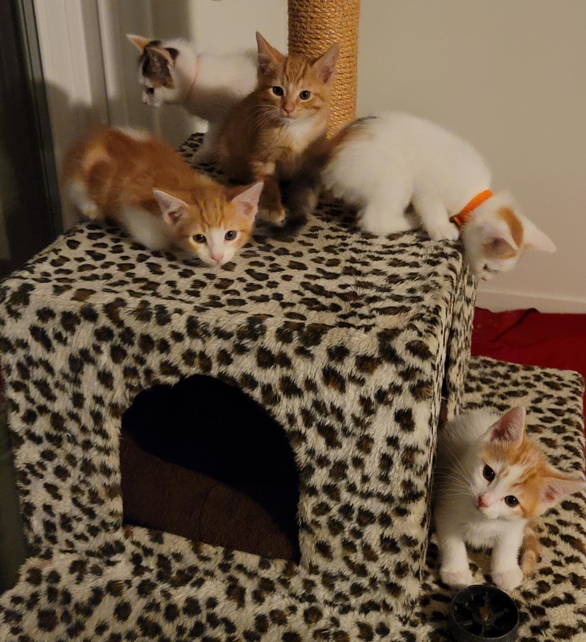5 Beautiful Playful Kittens for Adoption in Manhattan Beach, CA | For ...