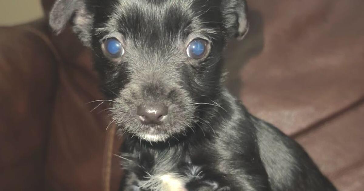 Puppies in Modesto, CA | For Sale & Free — Nextdoor
