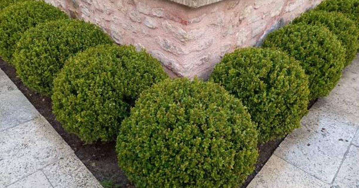 Hedge Trimming and Bush Shaping for Free in River Edge, NJ | For Sale ...