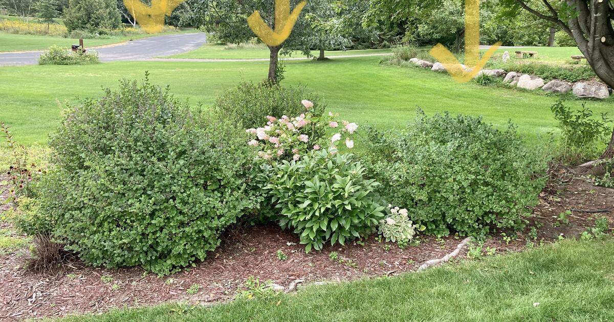 Three large bushes - you dig for Free in Stillwater, MN | For Sale ...