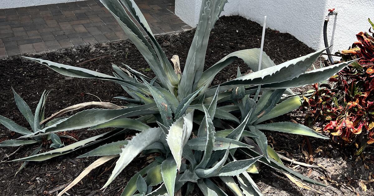 Agave Plant FREE, pickup today for Free in Lakewood Ranch, FL | For ...