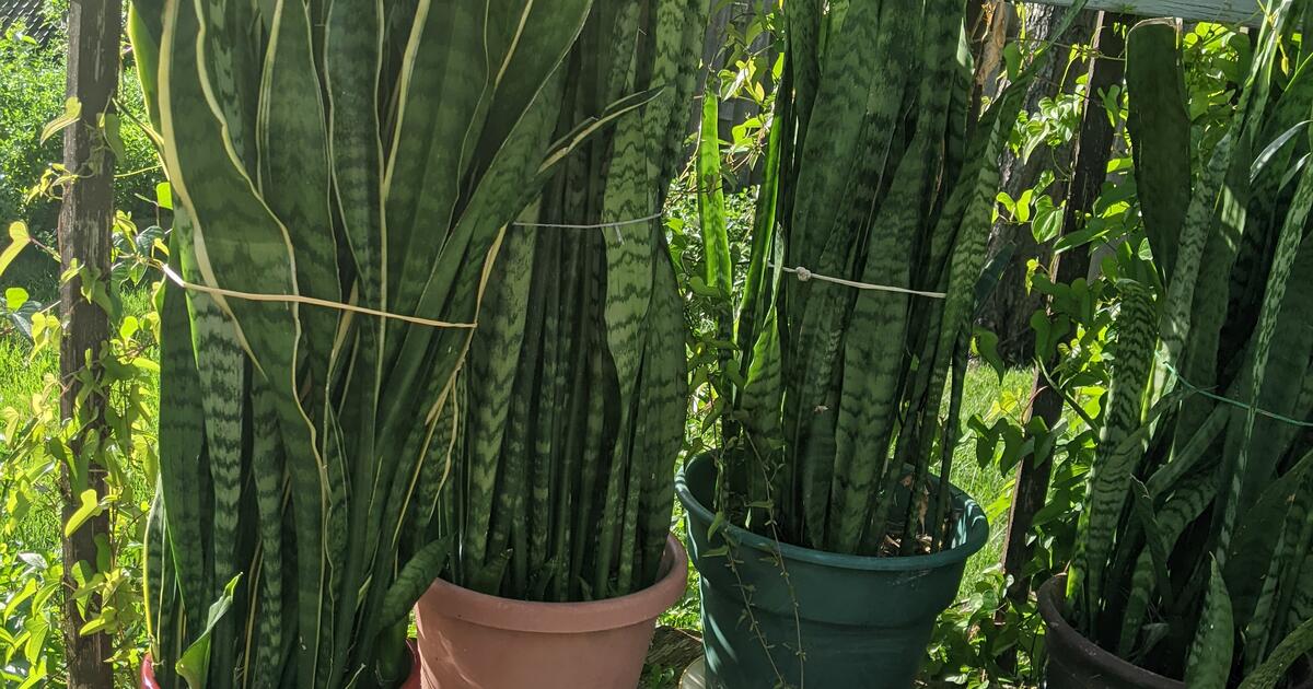 live tiger tail orchid or called snake plant, tiger skin orchid for $15 ...