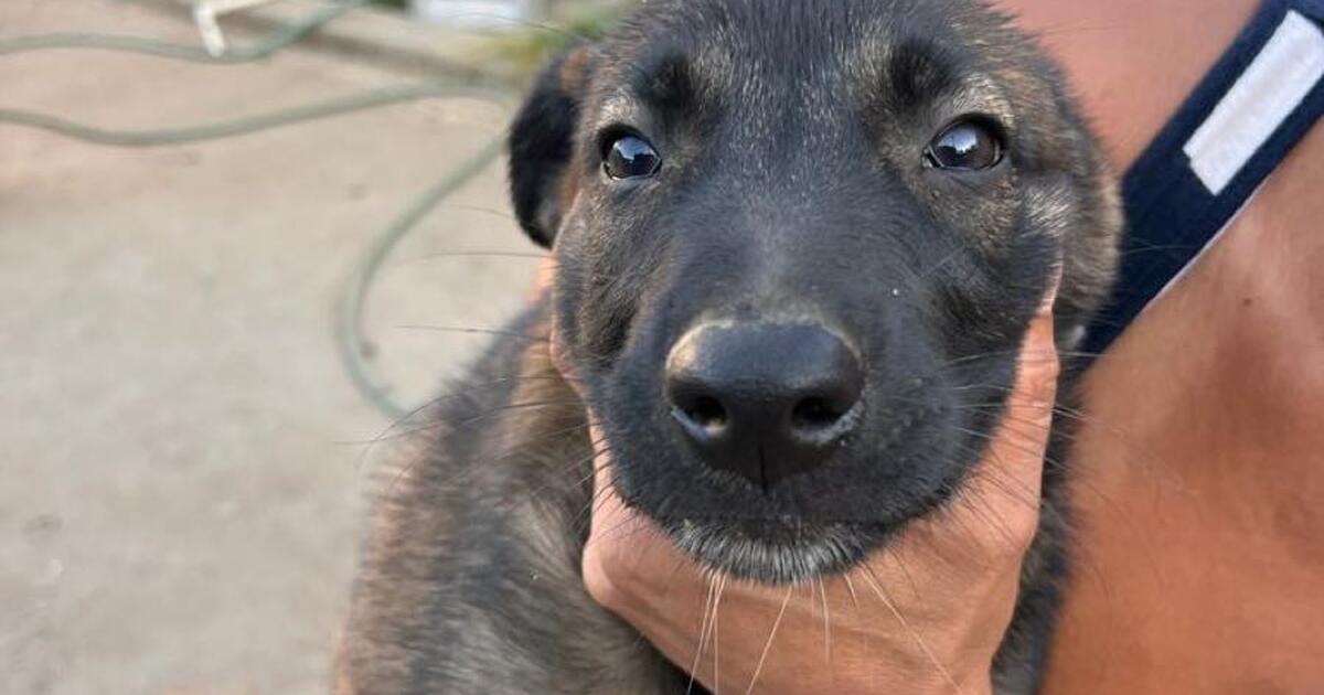 Free for Free in Fair Oaks, CA | For Sale & Free — Nextdoor