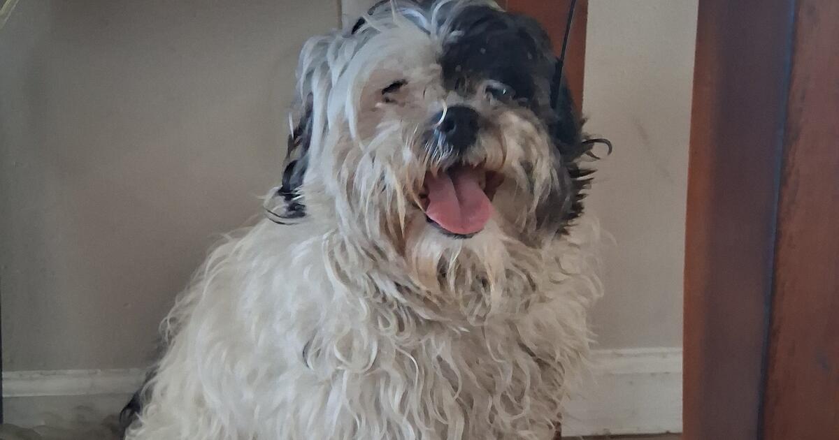 Perro for Free in Aurora, CO | For Sale & Free — Nextdoor