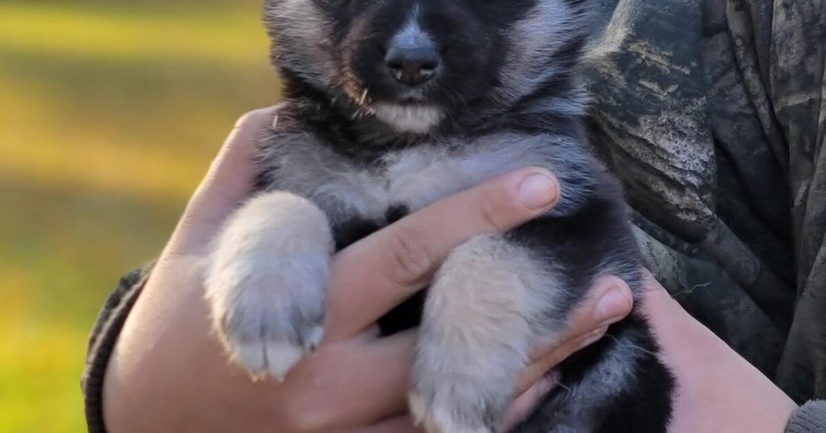 German Shepard and Husky puppies- 4 girls and 1 boy for $350 in ...