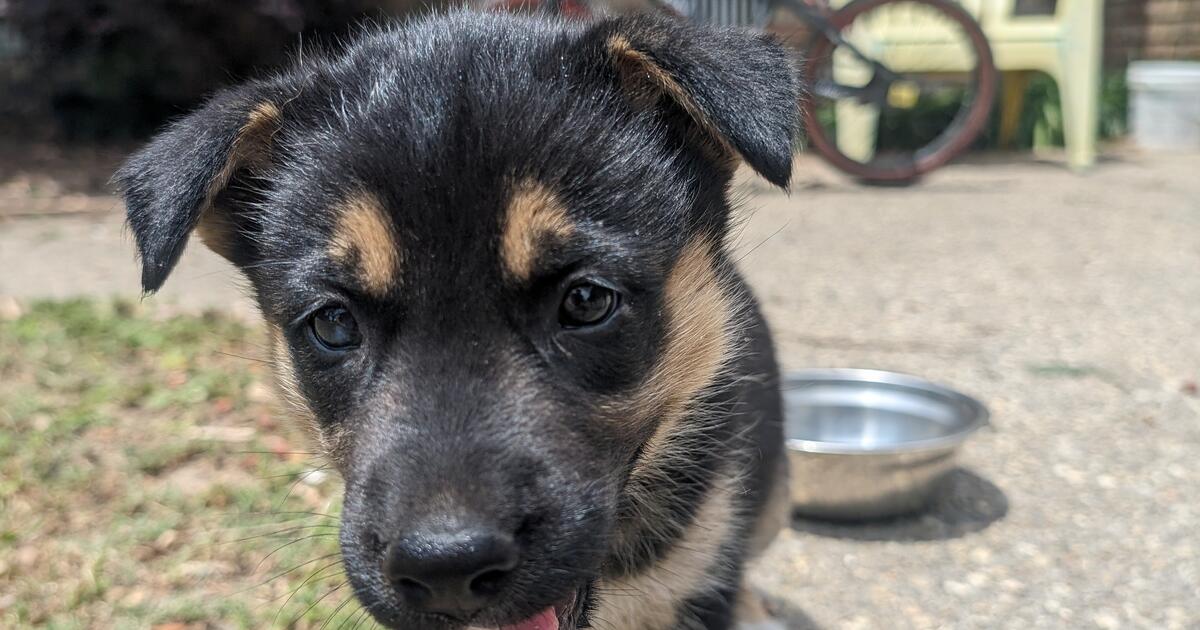 9 Wks Old G Shep Husky Mixes Puppies for $145 in Pensacola, FL | For ...