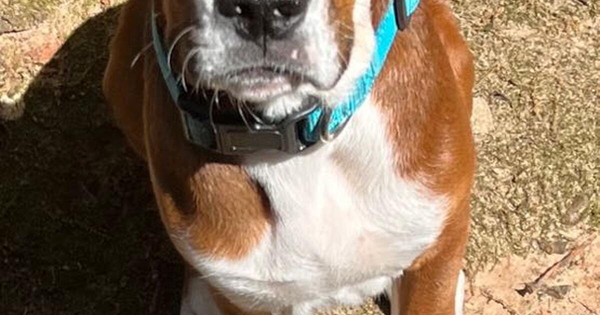 9 month old boxer coonhound mix looking for his forever home. All ...