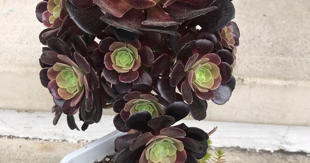 Black Rose Tree Aeonium Succulent for $8 in San Leandro, CA | For Sale ...