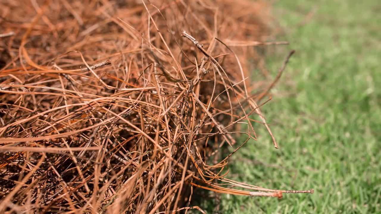 WCSO WARNS RESIDENTS OF PINE STRAW SCAMMERS (Walton County Sheriff's ...