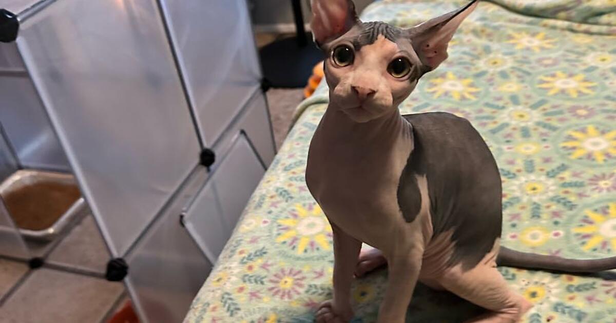 Sphynx kittens for sale 602-872-8598 for Free in Scottsdale, AZ | For ...