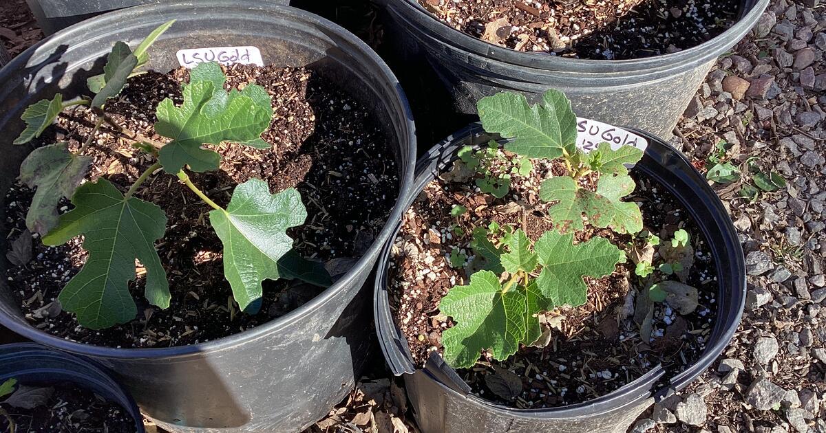 Little Ruby Fig Tree - 1 year old for $30 in Richmond, VA | For Sale ...