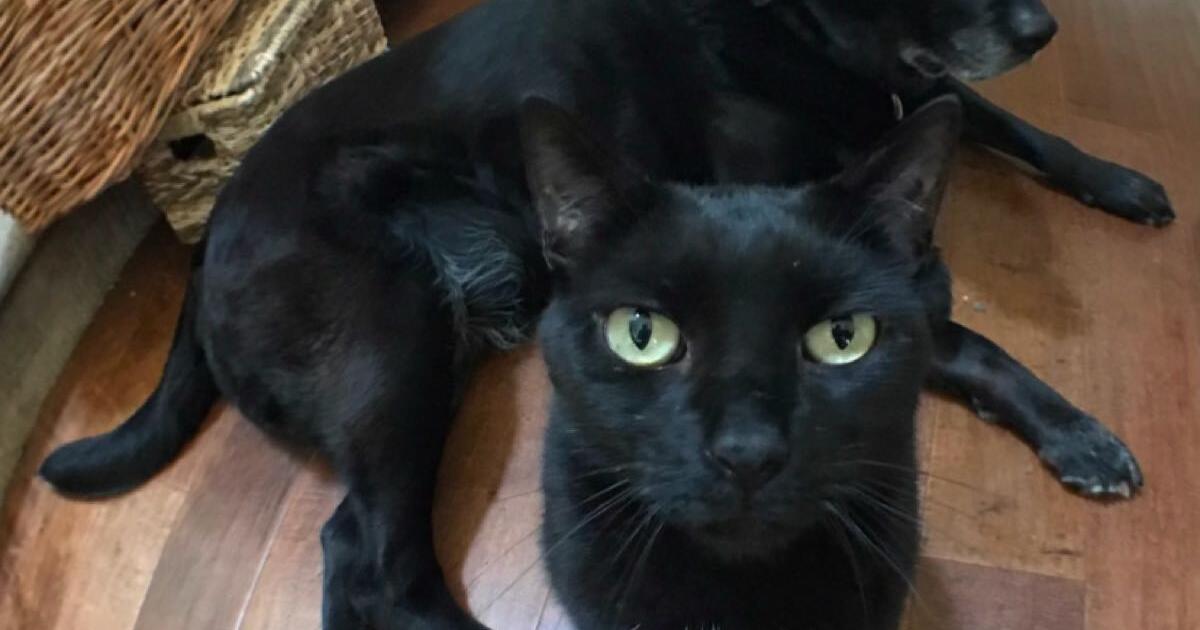 FREE Nulo Senior Cat Kibble for Free in Danville, CA | For Sale & Free ...