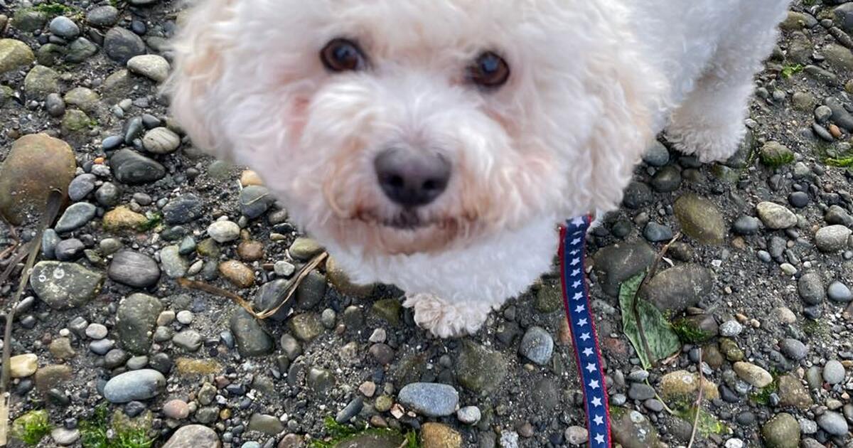 Poodle mix dog for Free in Spokane, WA | For Sale & Free — Nextdoor