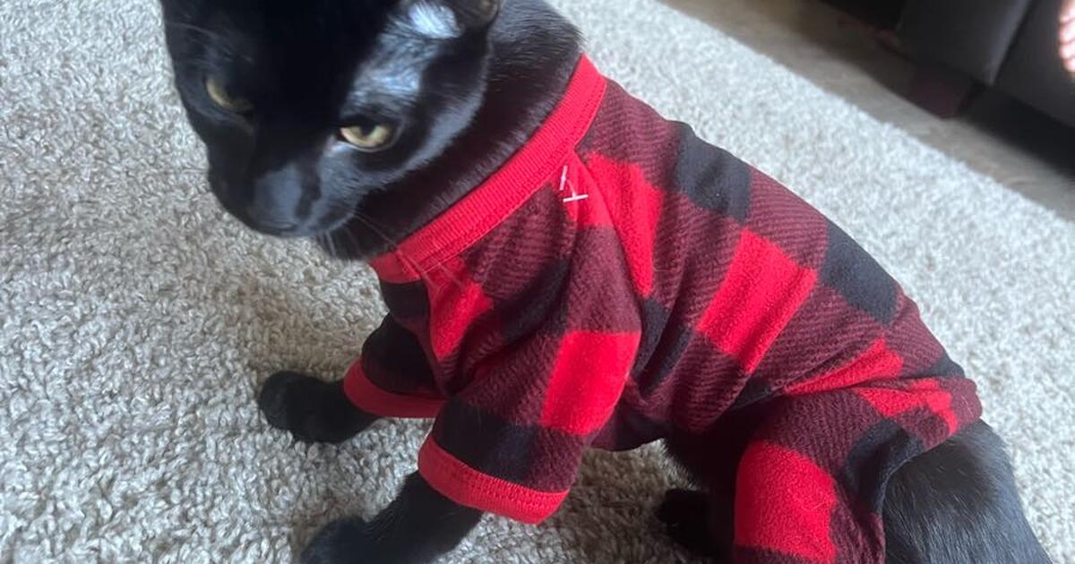 In search of loving home for 6 mo old kitten for Free in Coppell, TX ...