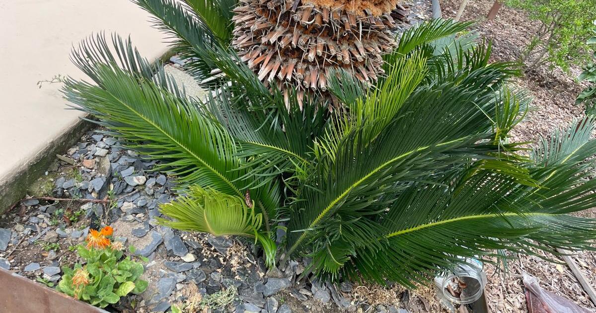 Free sago palms for Free in Granite Bay, CA | For Sale & Free — Nextdoor