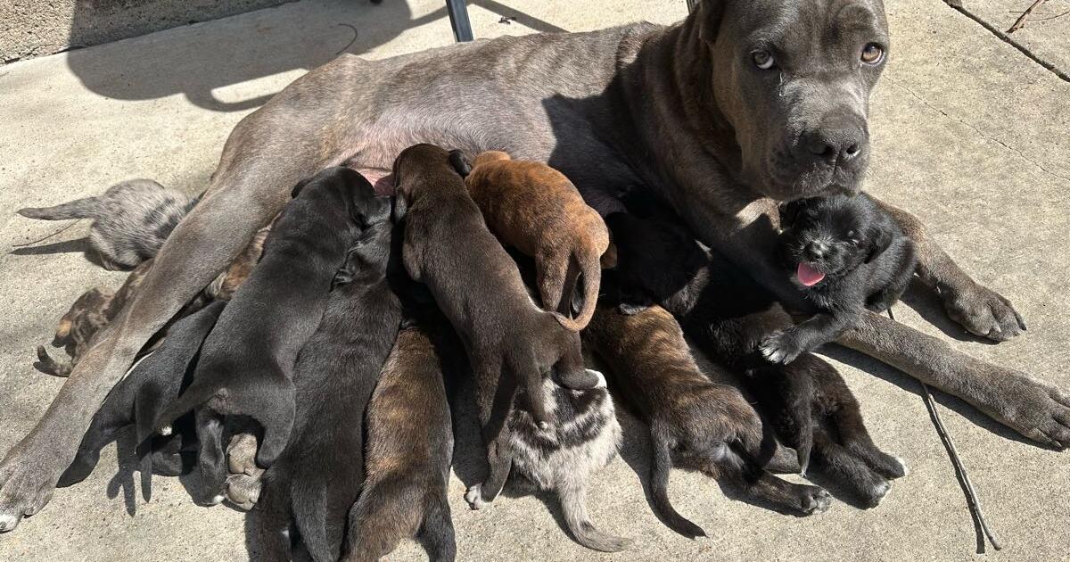Free puppies for Free in Dallas, TX | For Sale & Free — Nextdoor