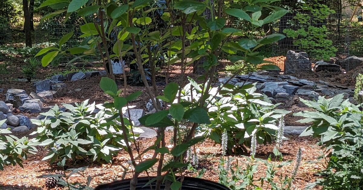 Pending Pick Up Ruby Spice Clethera for Free in Cary, NC | For Sale ...