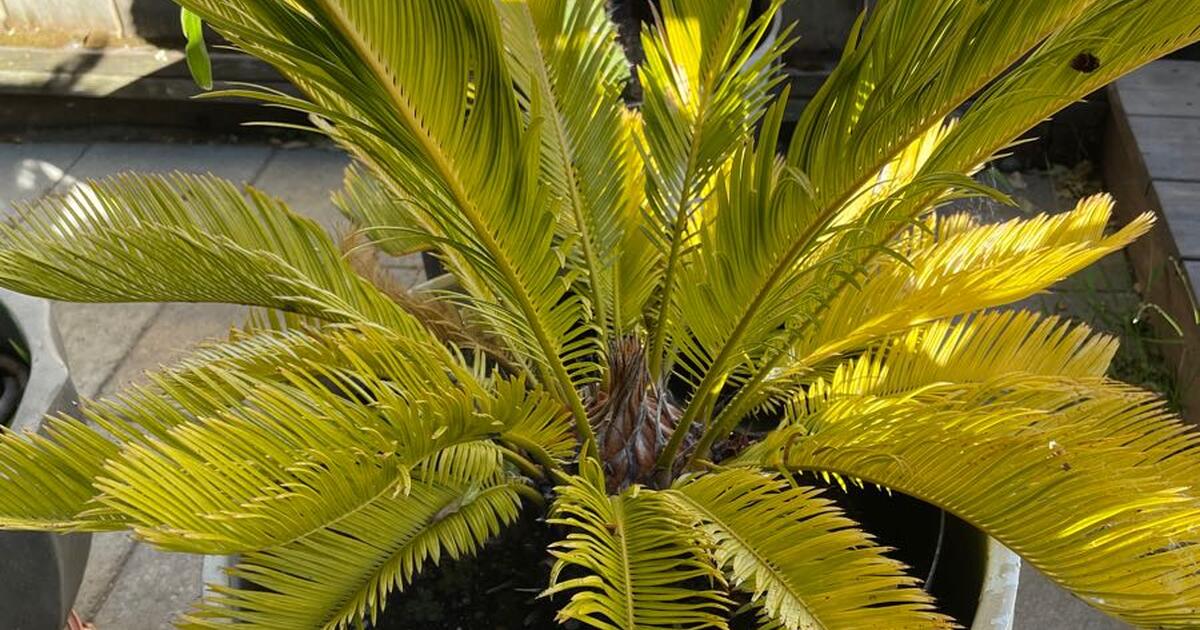 Sago Palm for $10 in Albany, CA | For Sale & Free — Nextdoor