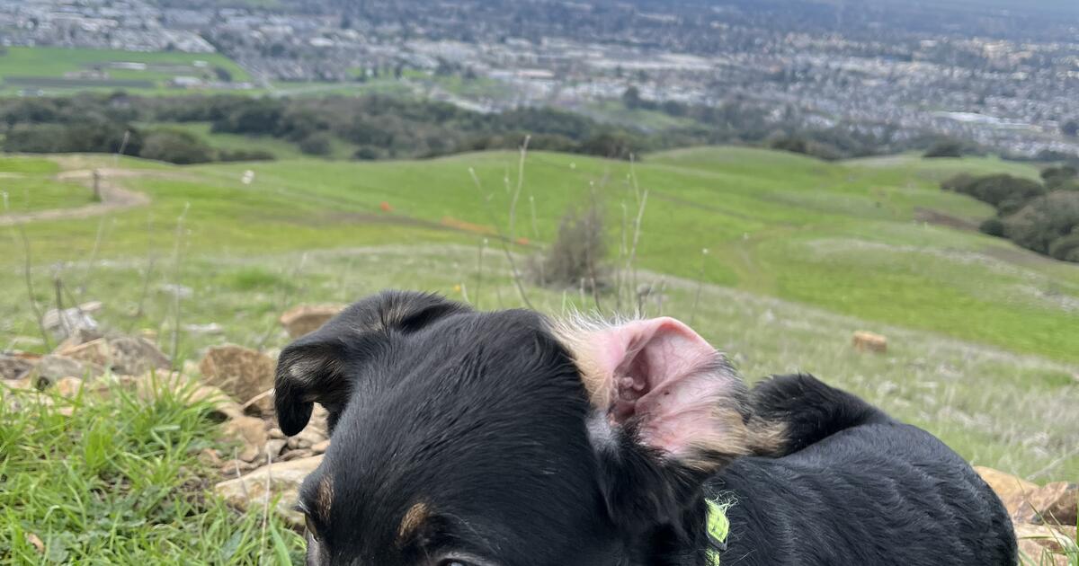 7 month old puppy fixed. Neutered. Vaccinated for $50 in Santa Rosa, CA ...