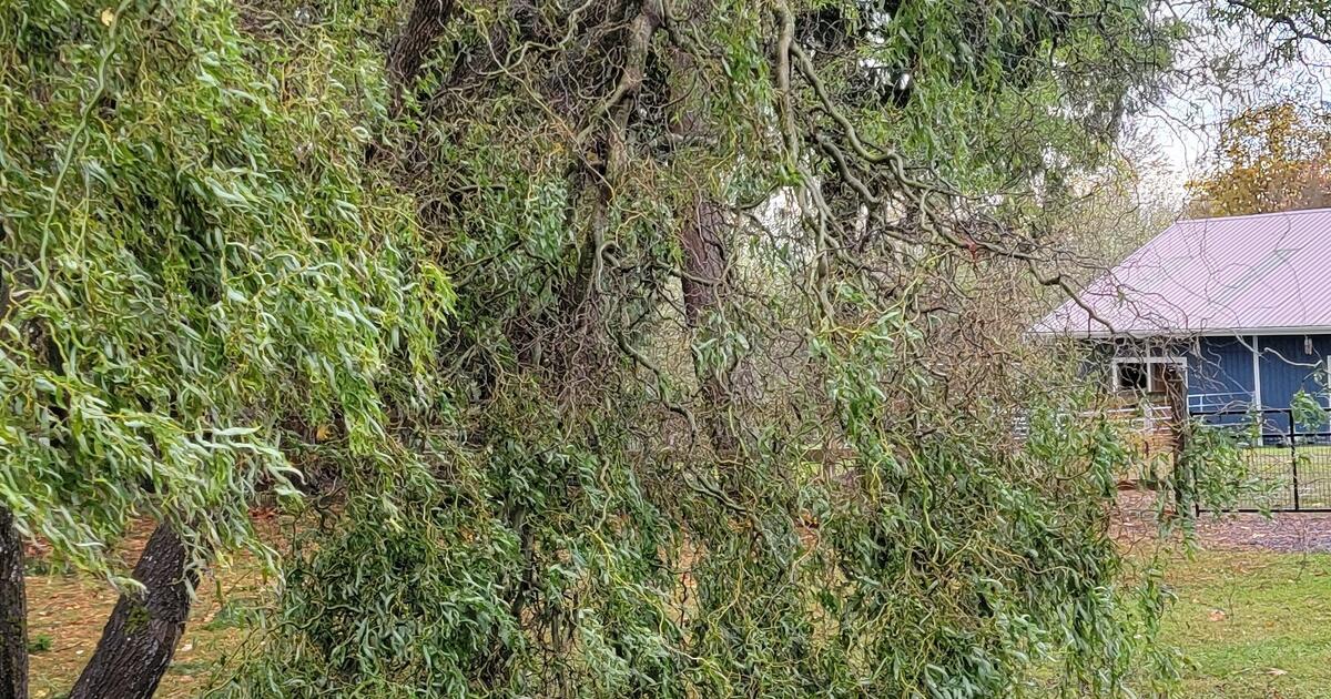 Curley Willow branches for Free in Snohomish, WA | Finds — Nextdoor