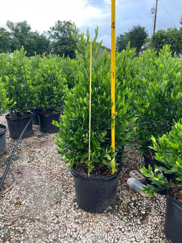 🍒🌿🌳Compact Cherry Laurels |🦌 Deer Resistant Evergreen🍒🌿🌳We Deliver ...