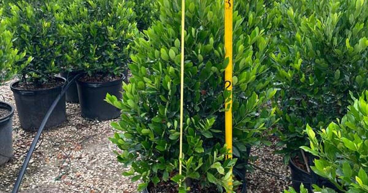 🍒🌿🌳Compact Cherry Laurels |🦌 Deer Resistant Evergreen🍒🌿🌳We Deliver ...