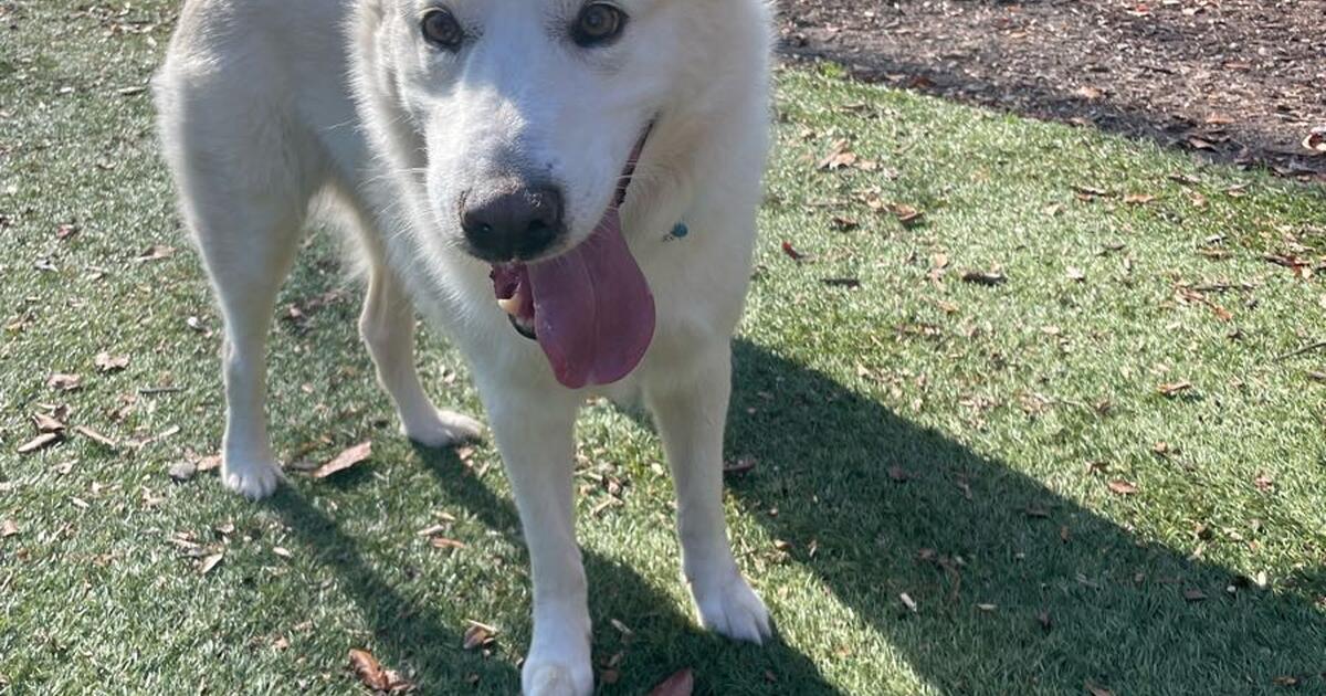 Husky / white Shepard mix for Free in Atlanta, GA | For Sale & Free ...