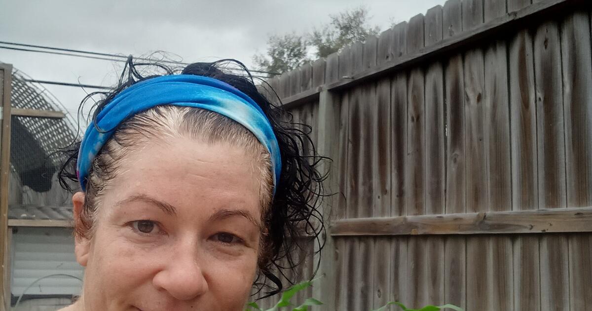 Farm Stand Fresh Picked Kale Swiss Chard Collard for $1 in Corpus ...