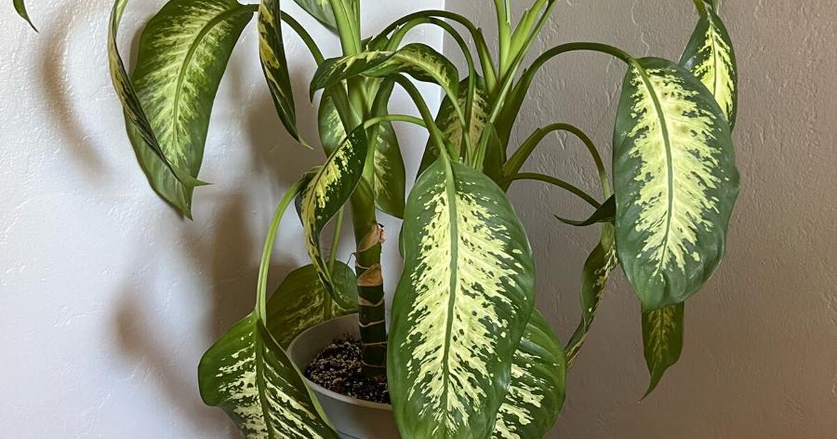 Large Dumb Cane for $75 in Stockton, CA | For Sale & Free — Nextdoor