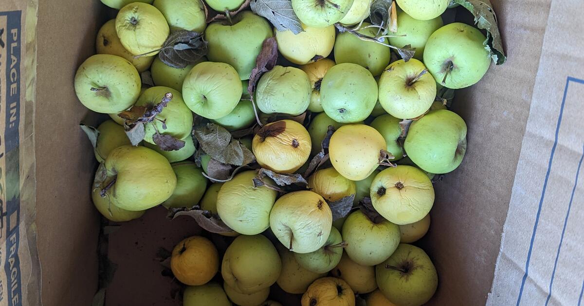 Free org. apples for Free in Green Valley, AZ | For Sale & Free — Nextdoor