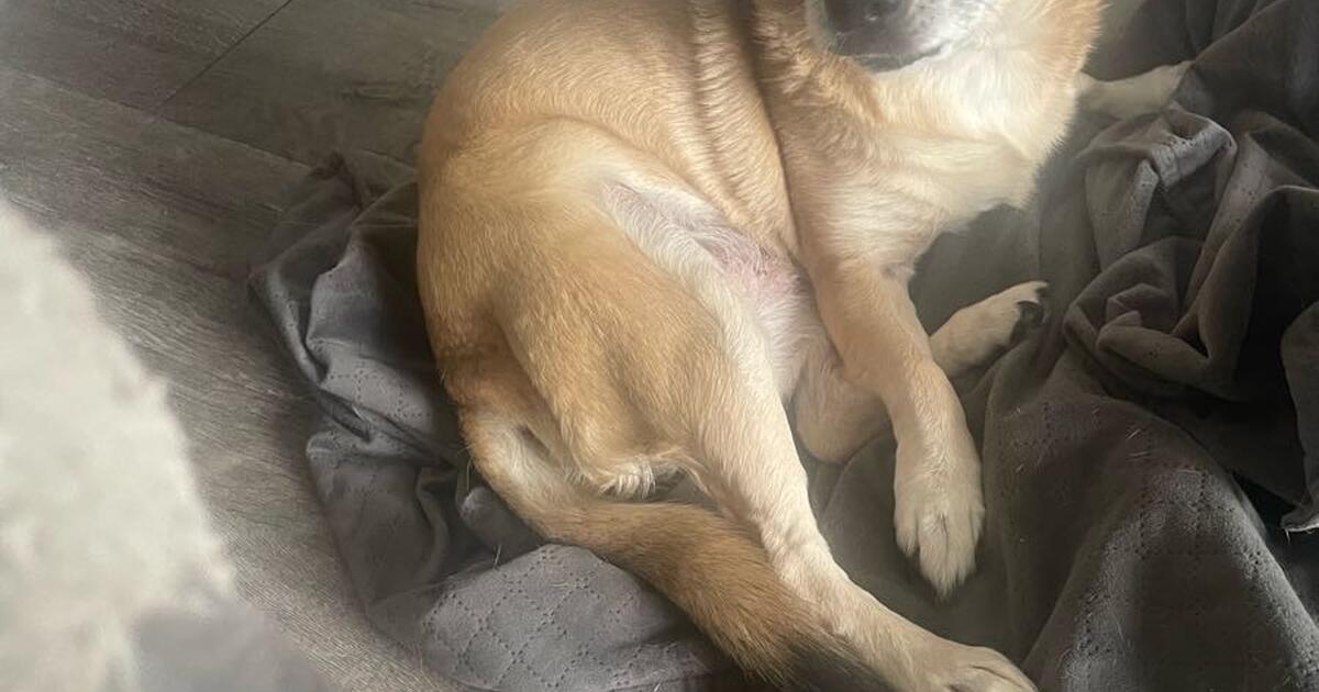 Need to re-home my girl for $150 in Sherman Oaks, CA | For Sale & Free ...