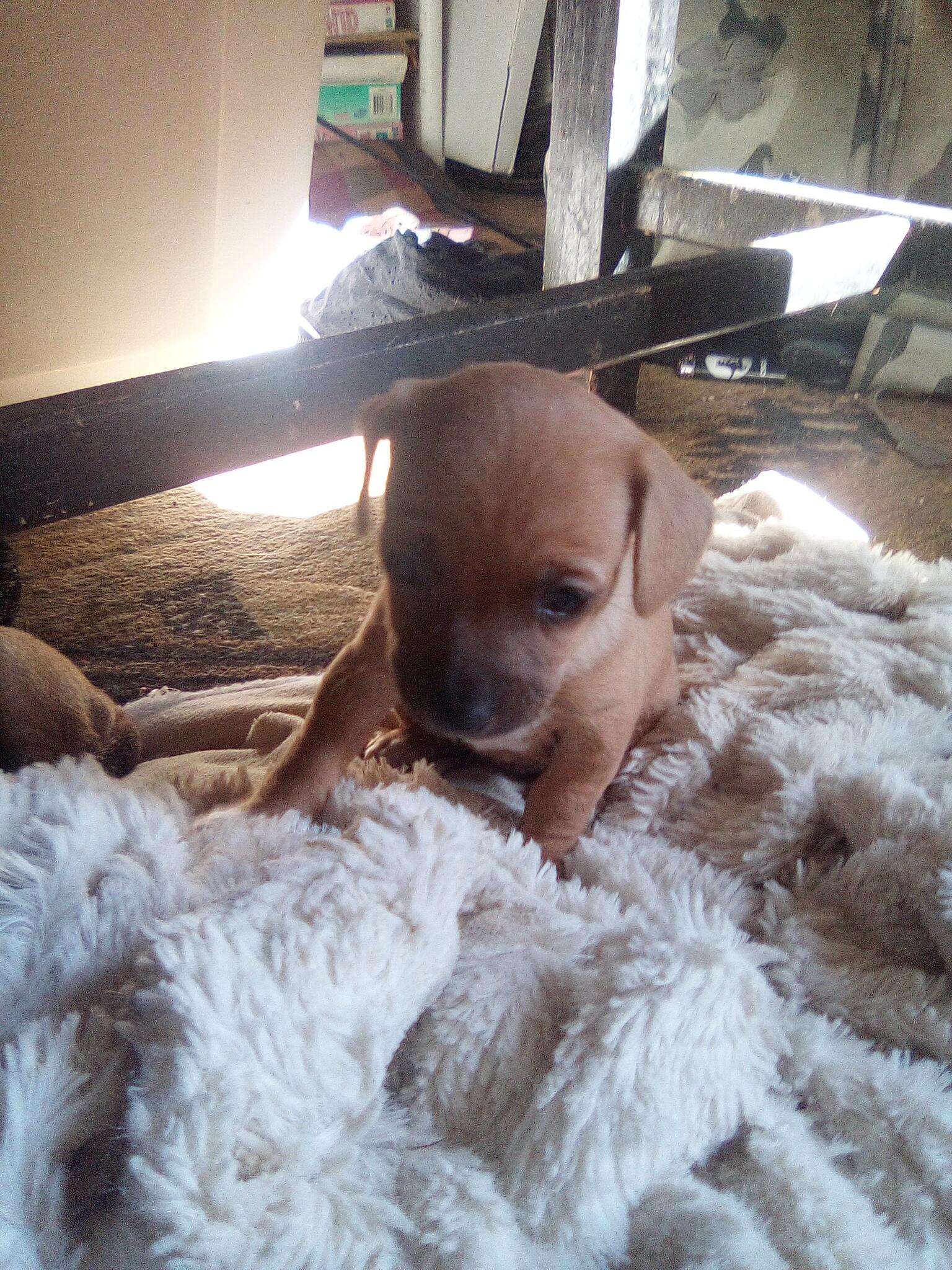 Pug Mix And Chihuahua Ridgeback Mix for Free in Glendale, AZ | For Sale ...