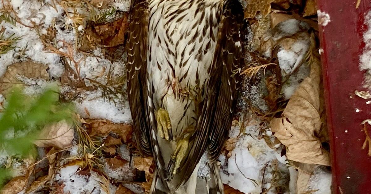 A dead Hawk, Intact in Rochester, NY | For Sale & Free — Nextdoor