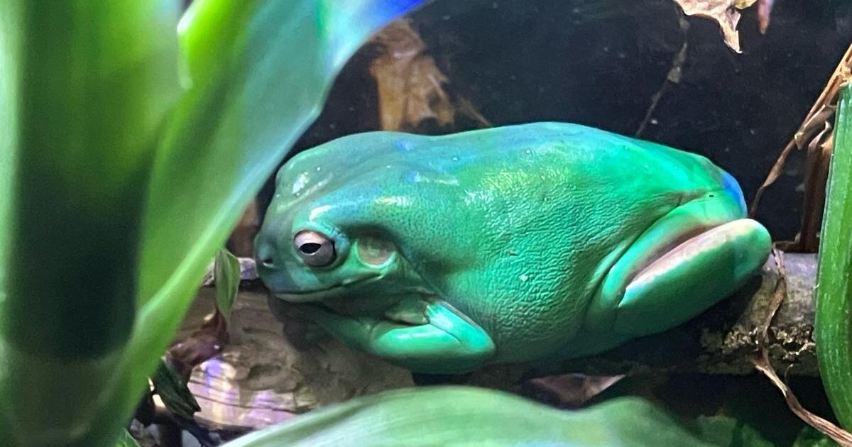 Tree frogs for Free in Defiance, MO | For Sale & Free — Nextdoor