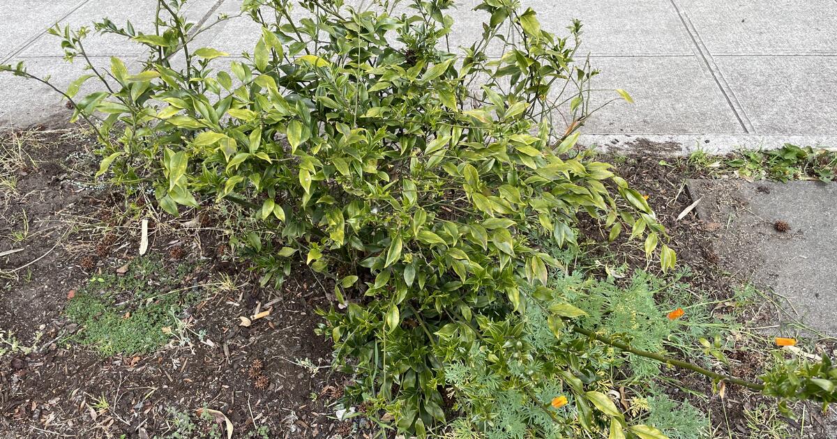 Two free fragrant sweet box bushes for Free in Seattle, WA | For Sale ...