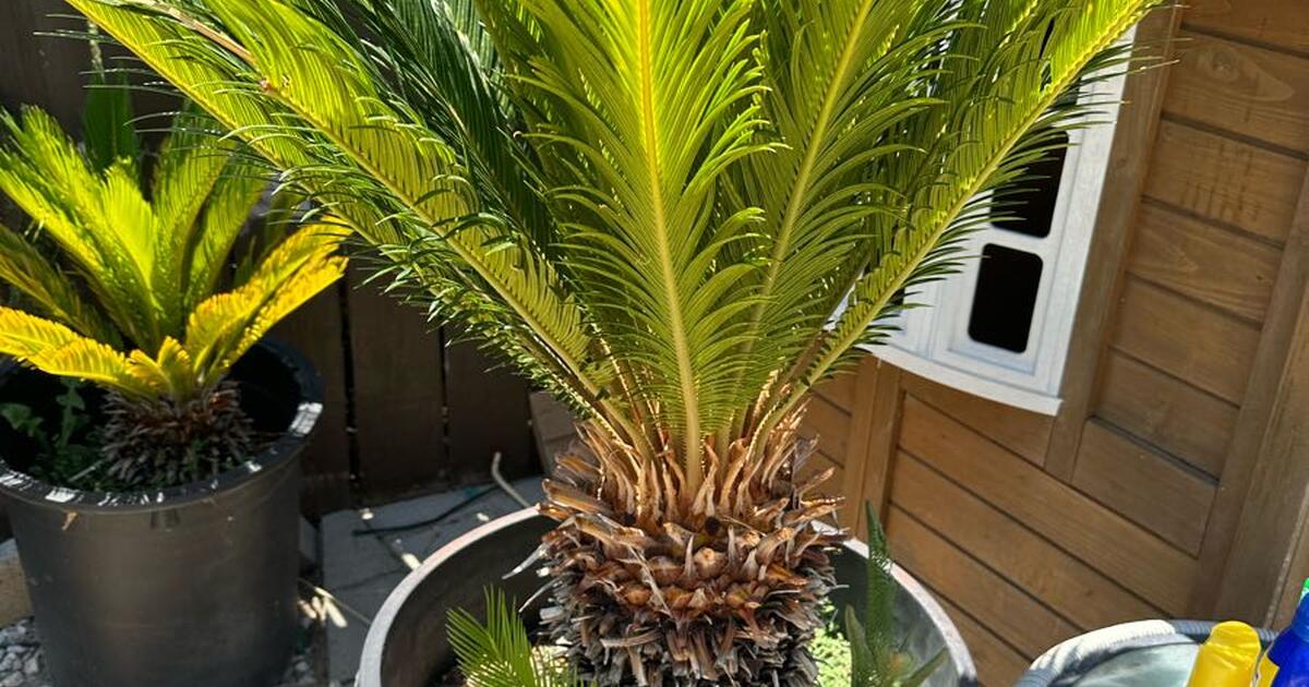 Beautiful Sago Palms for $1 in Murrieta, CA | For Sale & Free — Nextdoor