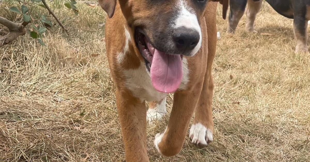 3 male dogs Fully vaccinated & neutered. for Free in Tupelo, MS | For ...