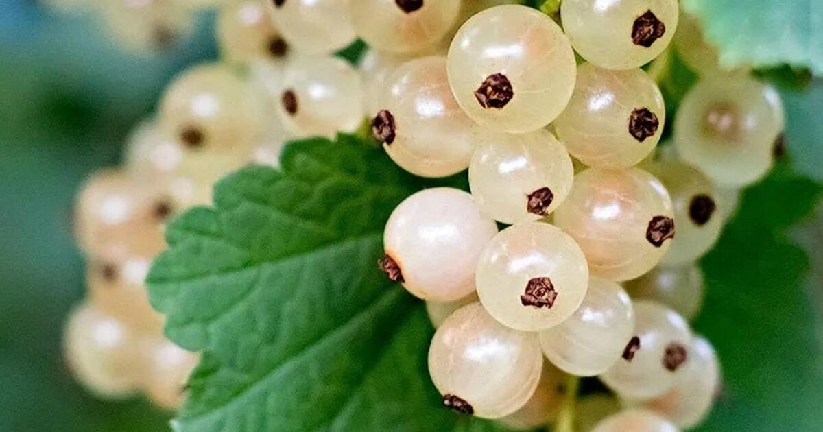 White imperial currant berry bush 7 gal. for $40 in Seattle, WA | For ...