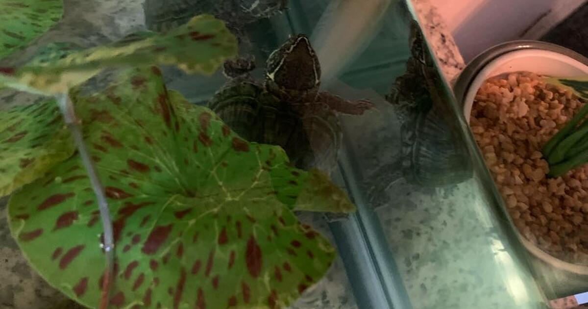 Cute fully grown mud turtle with set up for $100 in Pfafftown, NC | For ...