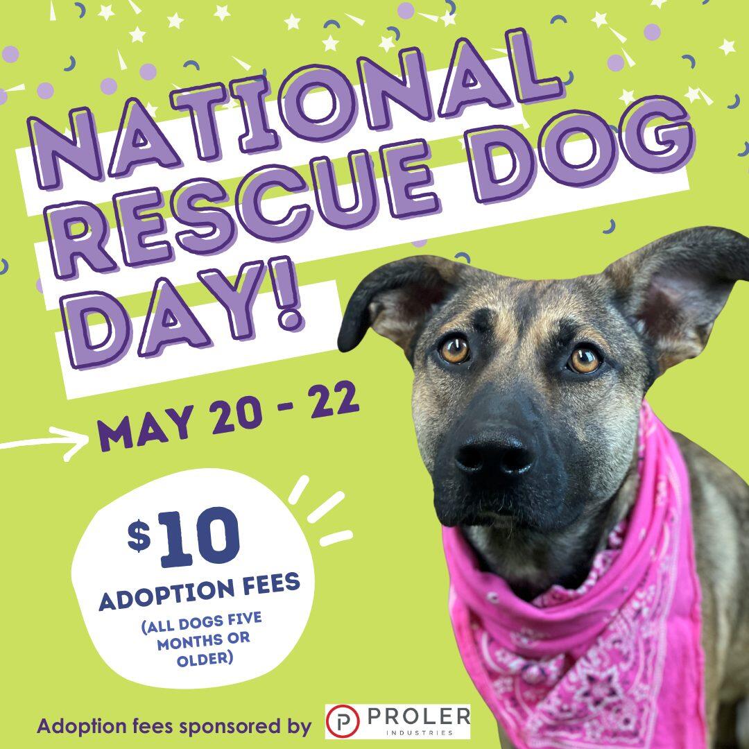 Celebrate National Rescue Dog Day with BARC and adopt a pet! (City of ...
