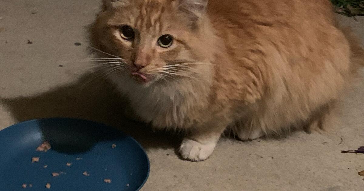 LOST CAT, FOUND: MALE ORANGE LONG HAIR TABBY? WEST ANAHEIM for Free in ...