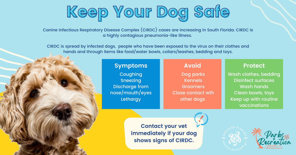 Keep Your Pups Safe: CIRDC Illness on the Rise in South Florida (Town ...