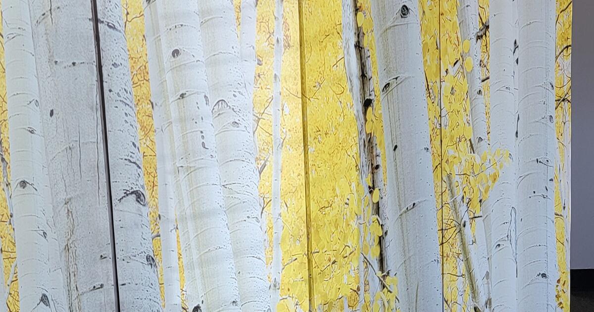 room divider - folding privacy screen - birch tree print for $40 in ...