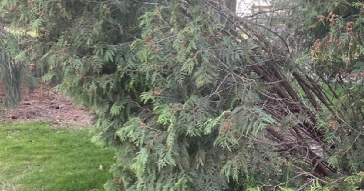 free uprooted small trees for Free in Middleton, WI | For Sale & Free ...