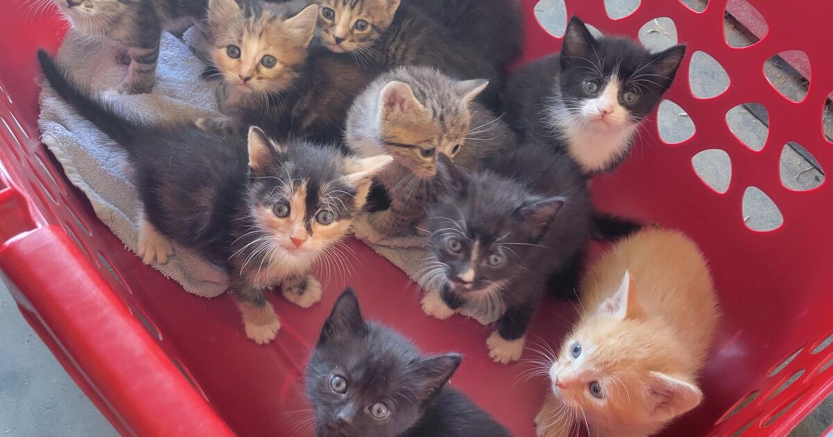 Free Kittens for Free in Flat Rock, NC | For Sale & Free — Nextdoor