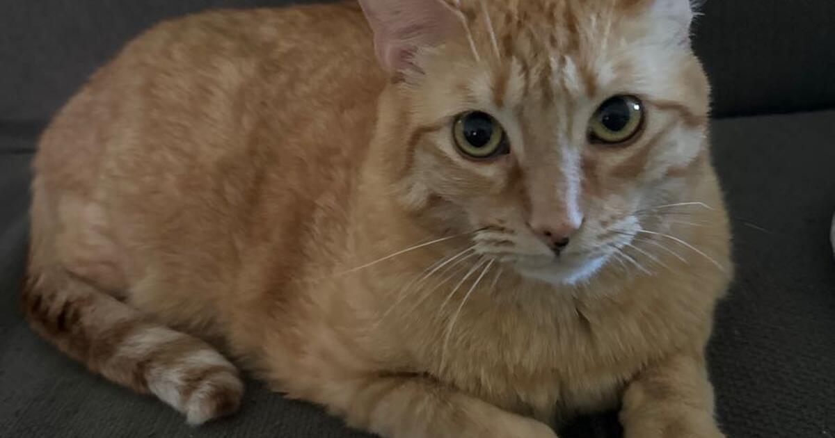 Cats for adoption for Free in Glendale, AZ | For Sale & Free — Nextdoor