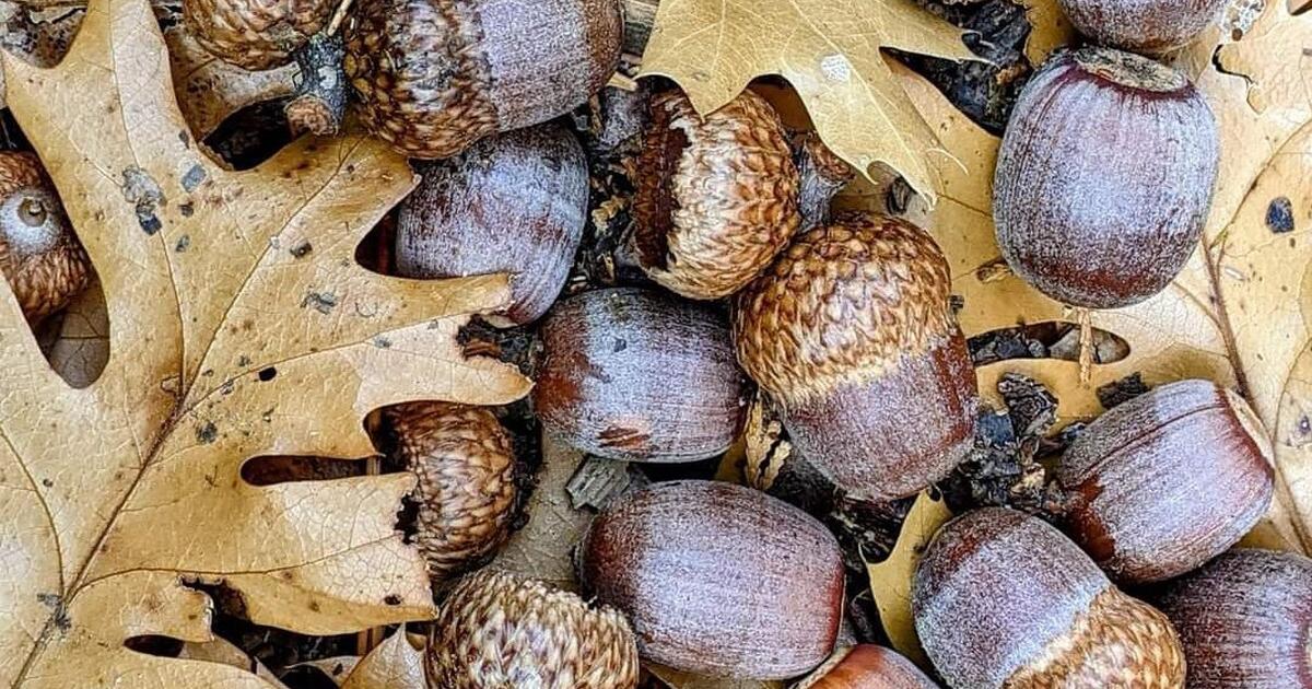 ISO - California Black Oak Acorns - Free Removal for Free in Concord ...