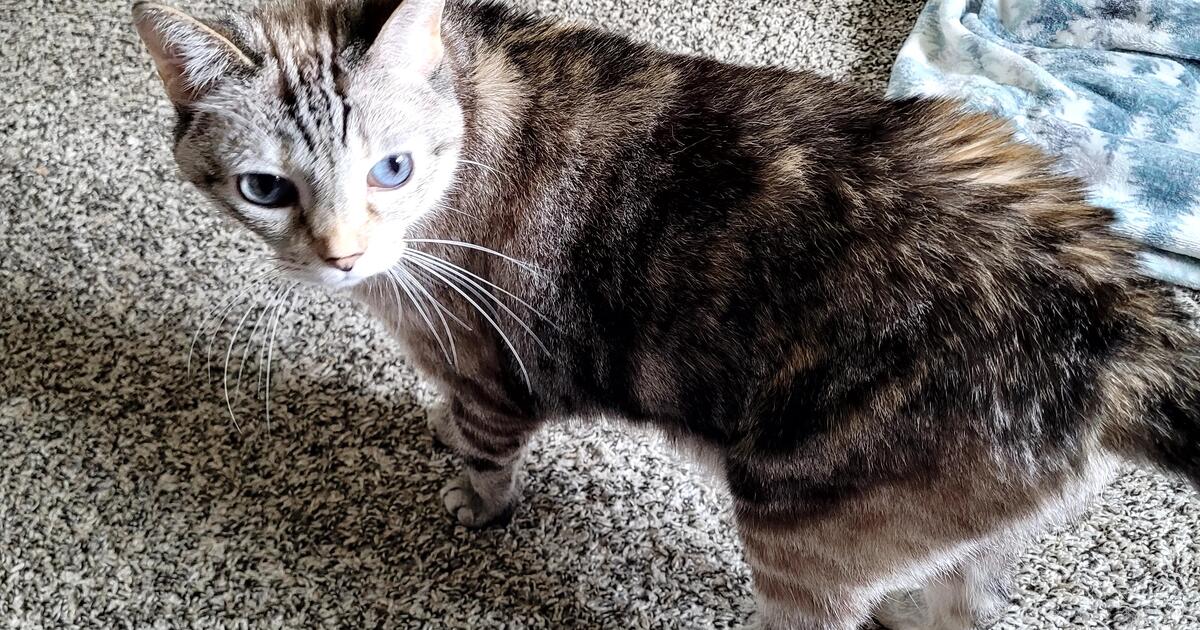 Siamese Cat for Free in Louisville, KY | Finds — Nextdoor