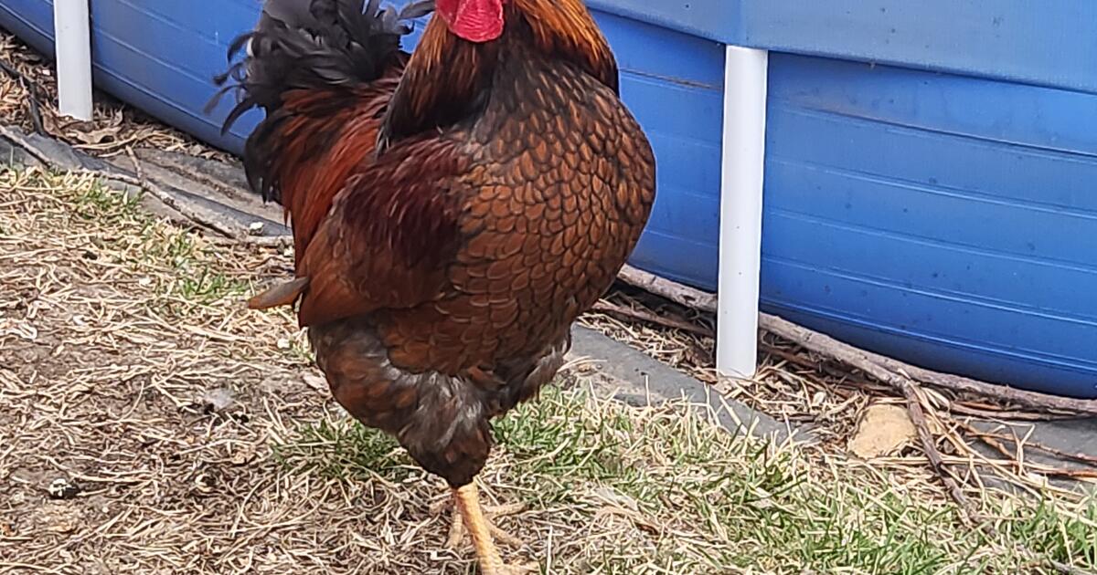 Rehoming 2 Handsome Roosters for Free in Topeka, KS | For Sale & Free ...